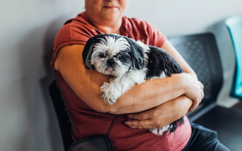 » How to Spot and Fix Nutritional Deficiencies in Dogs and Cats